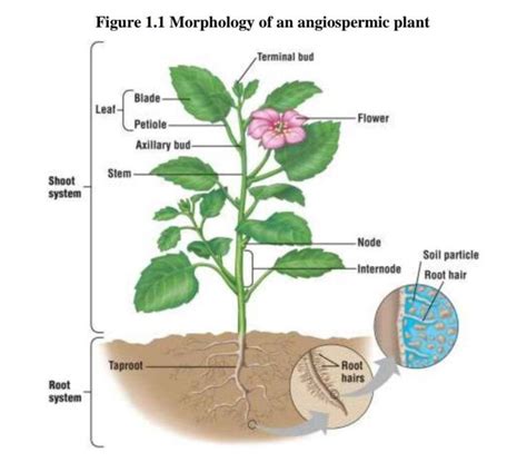 Angiosperms Characteristics Morphology Classification Uses