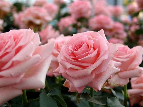 Tipos De Rosas En El Mundo
