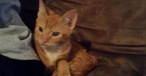 My Roommates Cat Album On Imgur