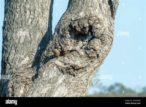Photograph Of Cape Grey Mongoose Herpestes Pulverulentus Peeking Out