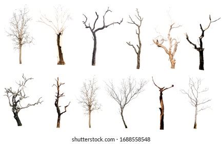 Wooden Tree Without Leaves Images Stock Photos Vectors Shutterstock