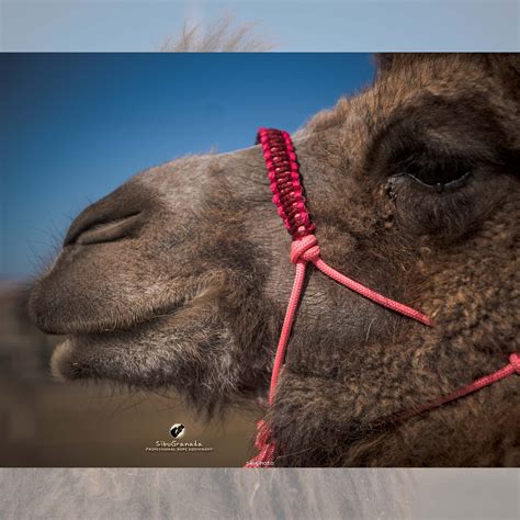 Camel Halter Rope Halter Sibugranada Heavy Duty Custom Rope Halter
