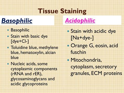 Ppt Staining Methods Powerpoint Presentation Free Download Id9238419