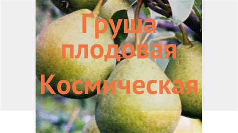 Груша Велес Описание Фото Отзывы — Mixyfotos.ru