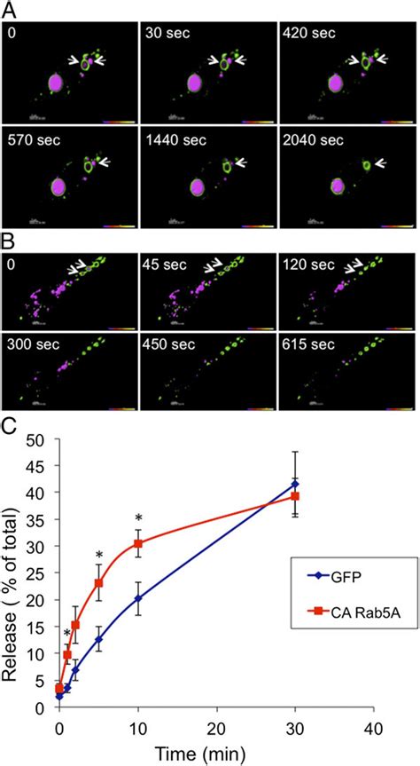 Indeed The Large NPY MRFP Containing Vacuolar Structures Which Formed