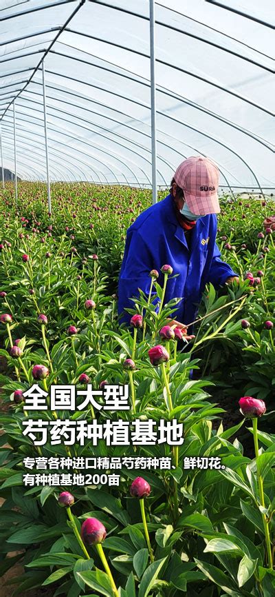 菏泽芳华园艺花卉有限公司 芍药苗 早期芍药 中期芍药 晚期芍药