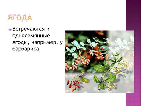 Типы плодов - презентация онлайн