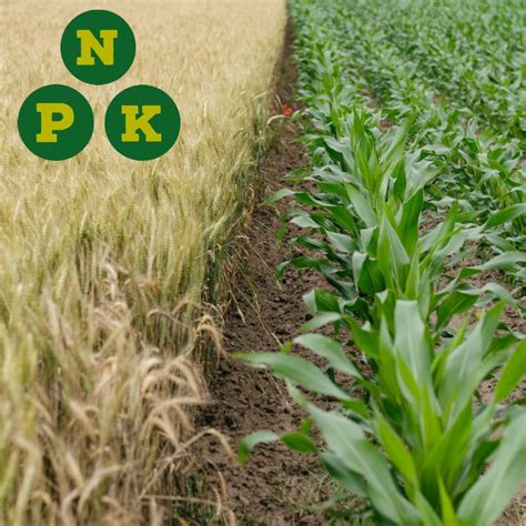 Nitrogen Phosphorus Potassium Pro Soil