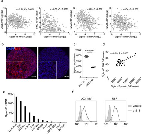 Siglec 15 As An Immune Suppressor And Potential Target For Normalization Cancer Immunotherapy Pmc