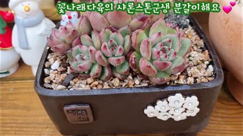 꽃나래다육의 최고 가성비 샤론스톤군생을 도시락화분에 분갈이해요 💕 Youtube