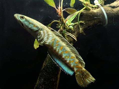 Channa Pulchra Fish Sheet