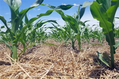 Las Lluvias Le Cambiaron La Cara A Los Cultivos Santafesinos Campo