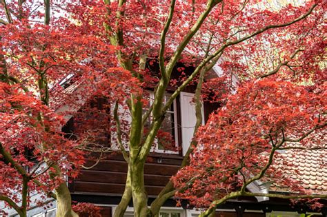 일본 단풍나무 Acer Palmatum Atropurpureum Red 봄에 집 앞에 붉은 잎이 있는 나무 네덜란드 0명에 대한