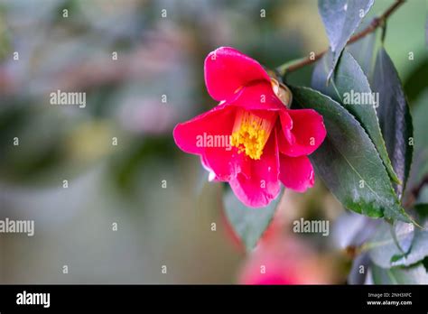 Camellia Sasanqua With Common Name Sasanqua Camellia In Palm House