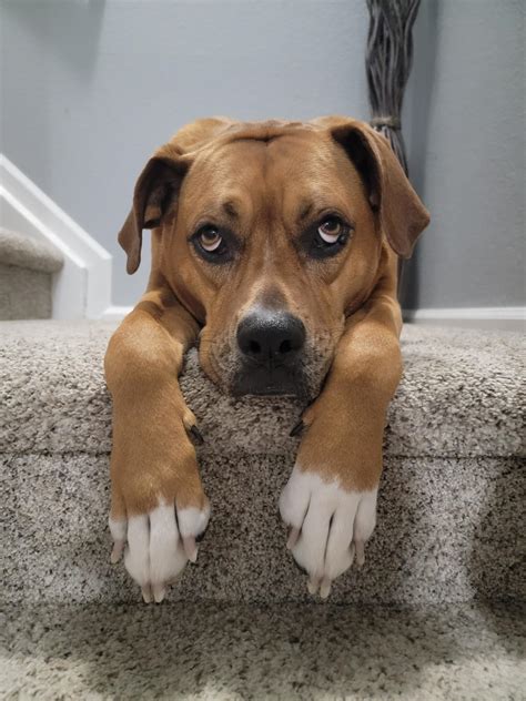 845 Best Rhodesian Images On Pholder Rhodesian Ridgebacks Rhodesia