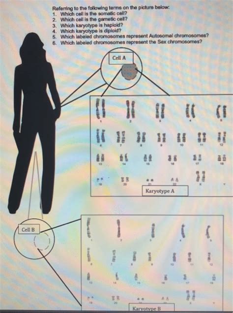 Solved 1 Which Cell Is The Somatic Cell2 Which Cell Is