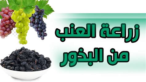 تجربتي في زراعة العنب من البذور Youtube