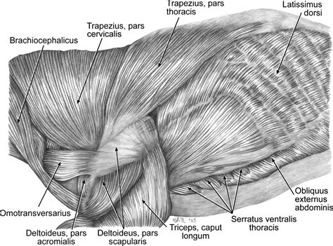Forelimb Myology Of The Pygmy Hippopotamus Choeropsis Liberiensis