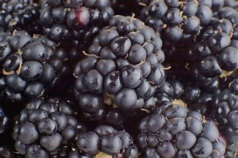 How To Grow Blackberries In Pots Hunker