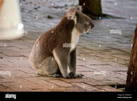 The Koala Has A Large Round Head Big Furry Ears And Big Black Nose