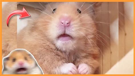 Funny Hamster Videos Compilation Youtube