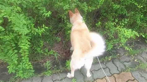 산책 중 숲 속에 숨어 있는 어떤 존재를 발견했을 때 진돗개의 반응 L 꼬리 부러질 듯 흔들어 제낀다 L 공장 진돗개 산책 중 흥겨운 모습과 집에 있을 때 모습의 차이