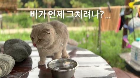 무서운 고양이 윤기 Youtube