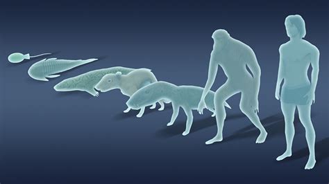 Idle Evolution From Cell To Human Adventure Educational Game Solver