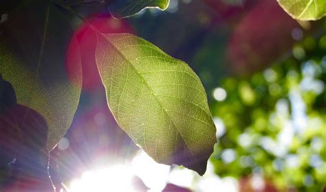Free Images Tree Nature Branch Blossom Light Sunlight Leaf