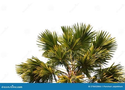 Green Coconut Leaf Or Tree Branch Isolated On White Background With