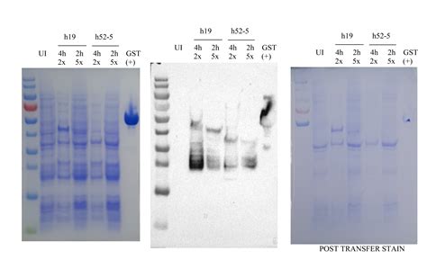 Is It Possible To Use Bl21de3 For A Non T7 Strain For Induction
