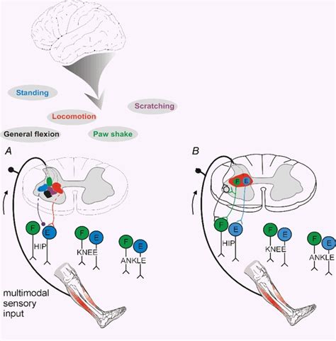State Dependent Modulation Of Sensory Feedback Pmc