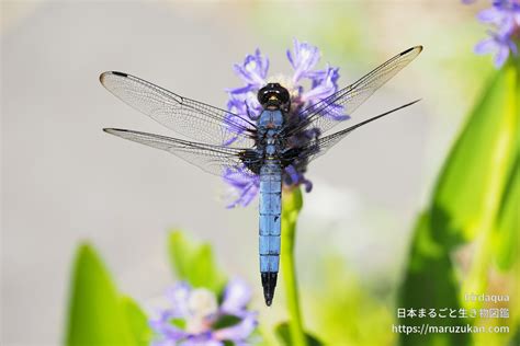 オオシオカラトンボ 日本まるごと生き物図鑑
