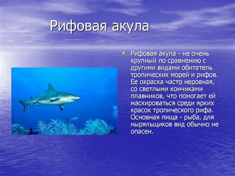 Отряд акулы - презентация онлайн