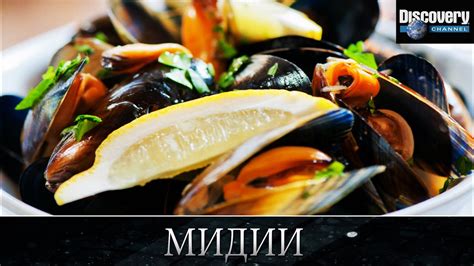 Мидии - Из чего это сделано .Discovery channel - YouTube