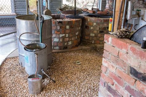 Eucalyptus Polybractea Iplantz