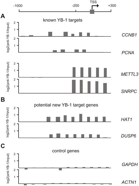 Genome Wide Analysis Of Ybx1 Dna Binding By Download Scientific Diagram