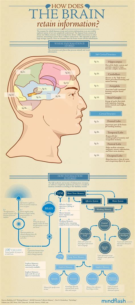 Mf Brainretention Brain Science Neuroscience Brain Based