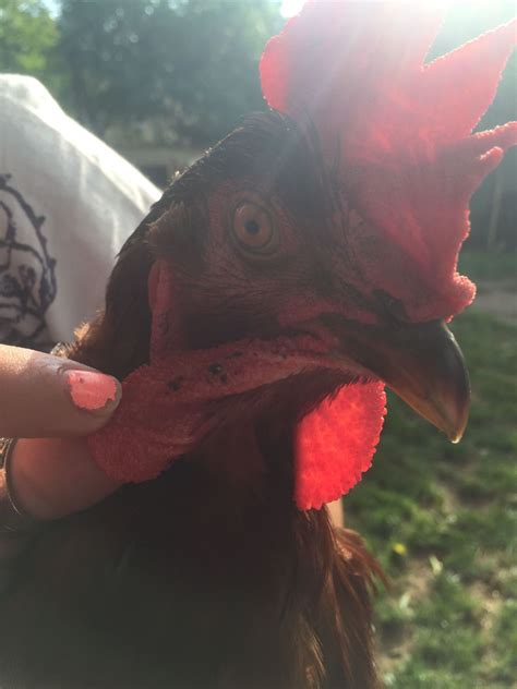Black Spots On My Chickens Comb Backyard Chickens Learn How To