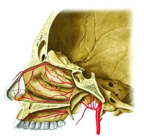 Lanatomie De Lartère Sphénopalatine Fmedic