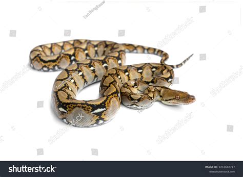 Baby Snake Reticulated Python Malayopython Reticulatus Stock Photo