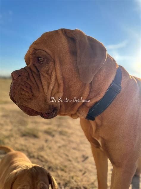 Pedro Rodriguez Dogue De Bordeaux Puppies For Sale In Edinburg Tx