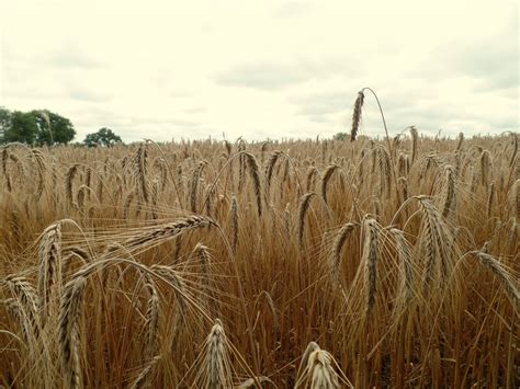 Wheat Field Free Stock Photo Public Domain Pictures