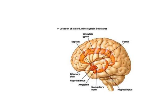 LE SYSTEME LIMBIQUE