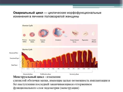Женская половая система презентация онлайн