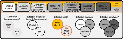 Experimental Design Showing All 15 Genotypes Assayed Top In Download Scientific Diagram