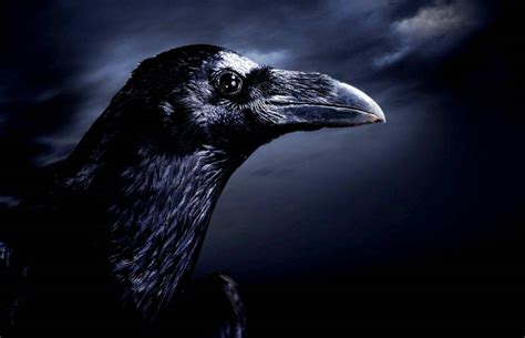 Top 999 Raven Wallpaper Full Hd 4k Free To Use