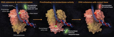 What Are The Advantages Of Using Q5® High Fidelity Dna Polymerase Neb
