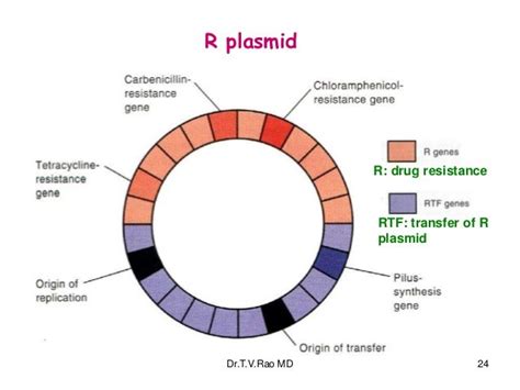 Bacterial Genetics Basics
