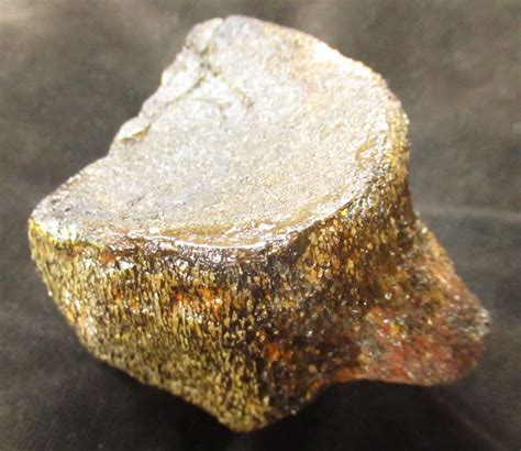 Dinosaur Vertebra Kimmeridge Clay Oxfordshire